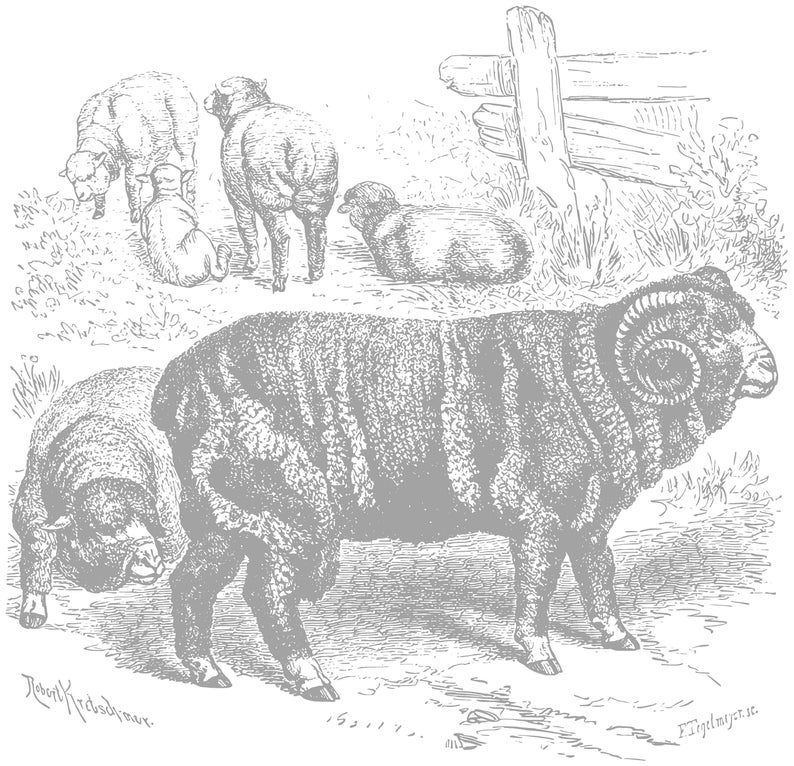 Hooved Animals for Coloring Vintage Digital Bundle Download Hand Drawn ...