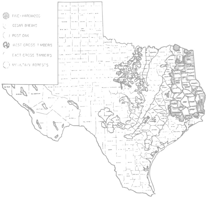 Texas Trees for Coloring Vintage Digital Bundle Download Hand Drawn ...