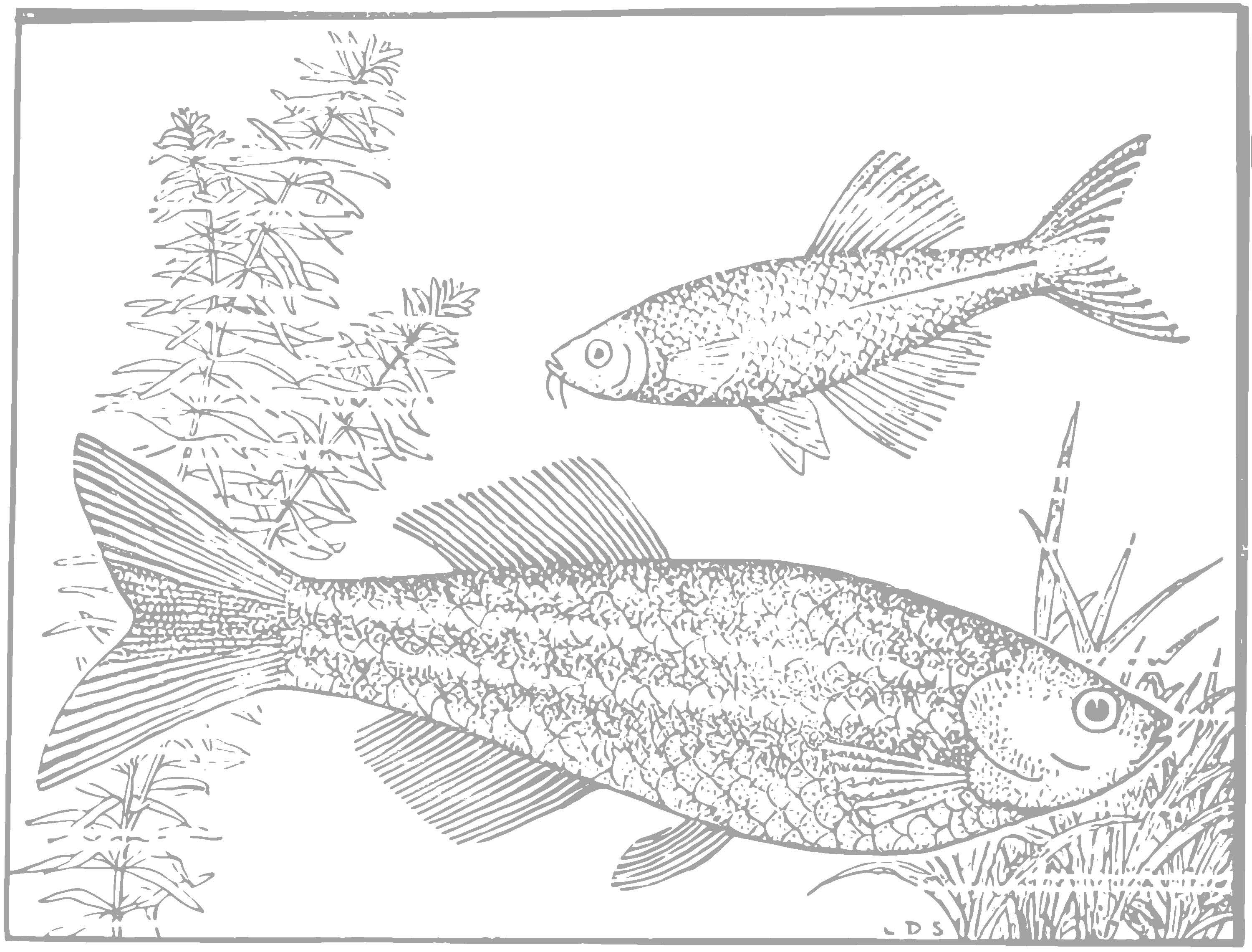 Assorted Fish for Coloring Vintage Digital Bundle Download - Etsy