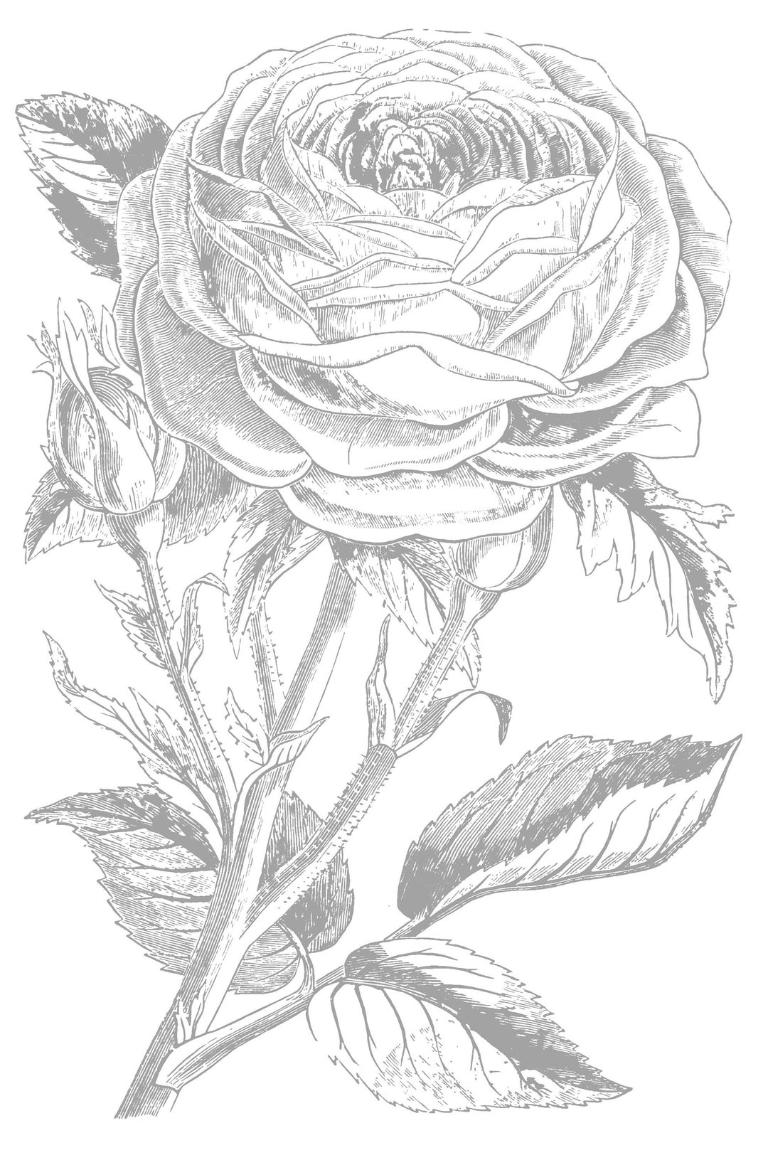 Book of Roses for Coloring Vintage Digital Bundle Download Hand Drawn ...