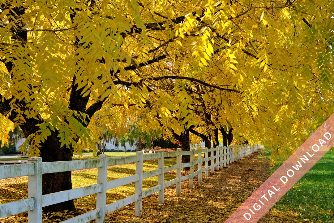 Autumn at the Farm Digital Download Jpg File Wall Art Digital You Print ...
