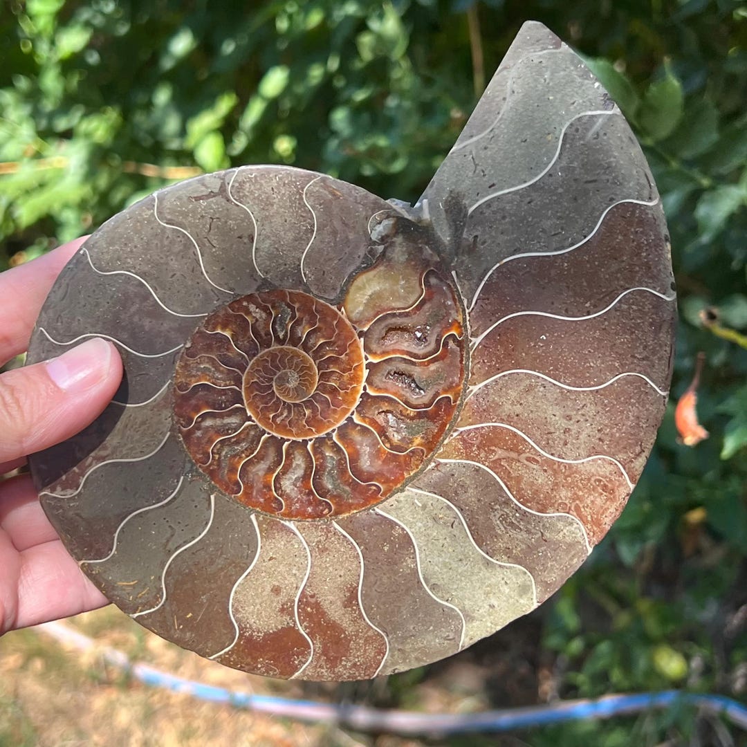 Large Ammonite Cut Cleoniceras Madagascar, Fossil Specimen, Model 1 - Etsy