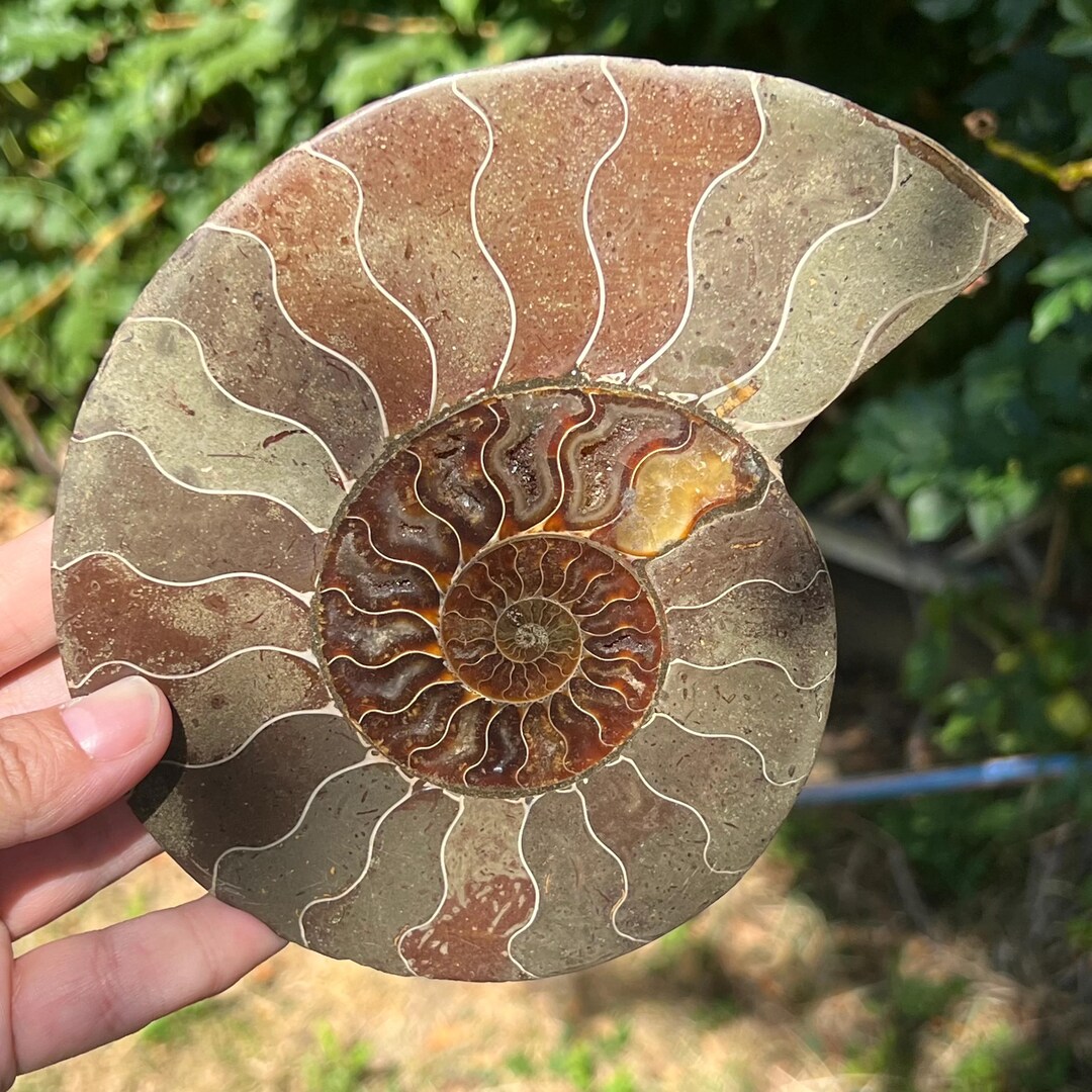 Large Ammonite Cut Cleoniceras Madagascar, Fossil Specimen, Model 2 - Etsy