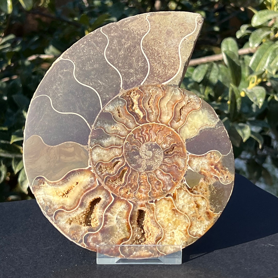 Extra Large Ammonite Cut Cleoniceras Madagascar, Fossil Specimen, Model ...