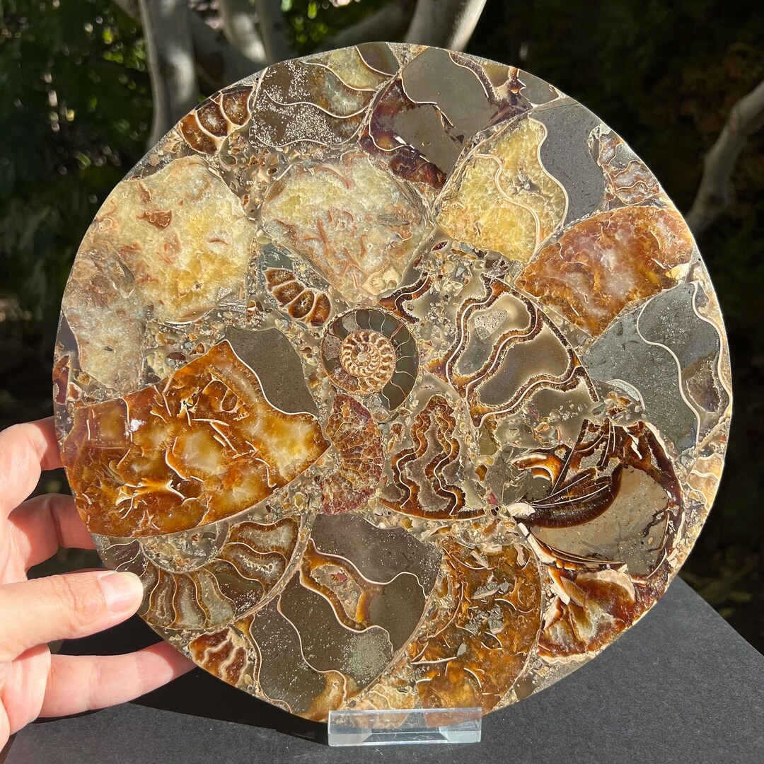 25 Cm Extra Large Ammonite Fossils Disc, Home Decoration, Fossil ...