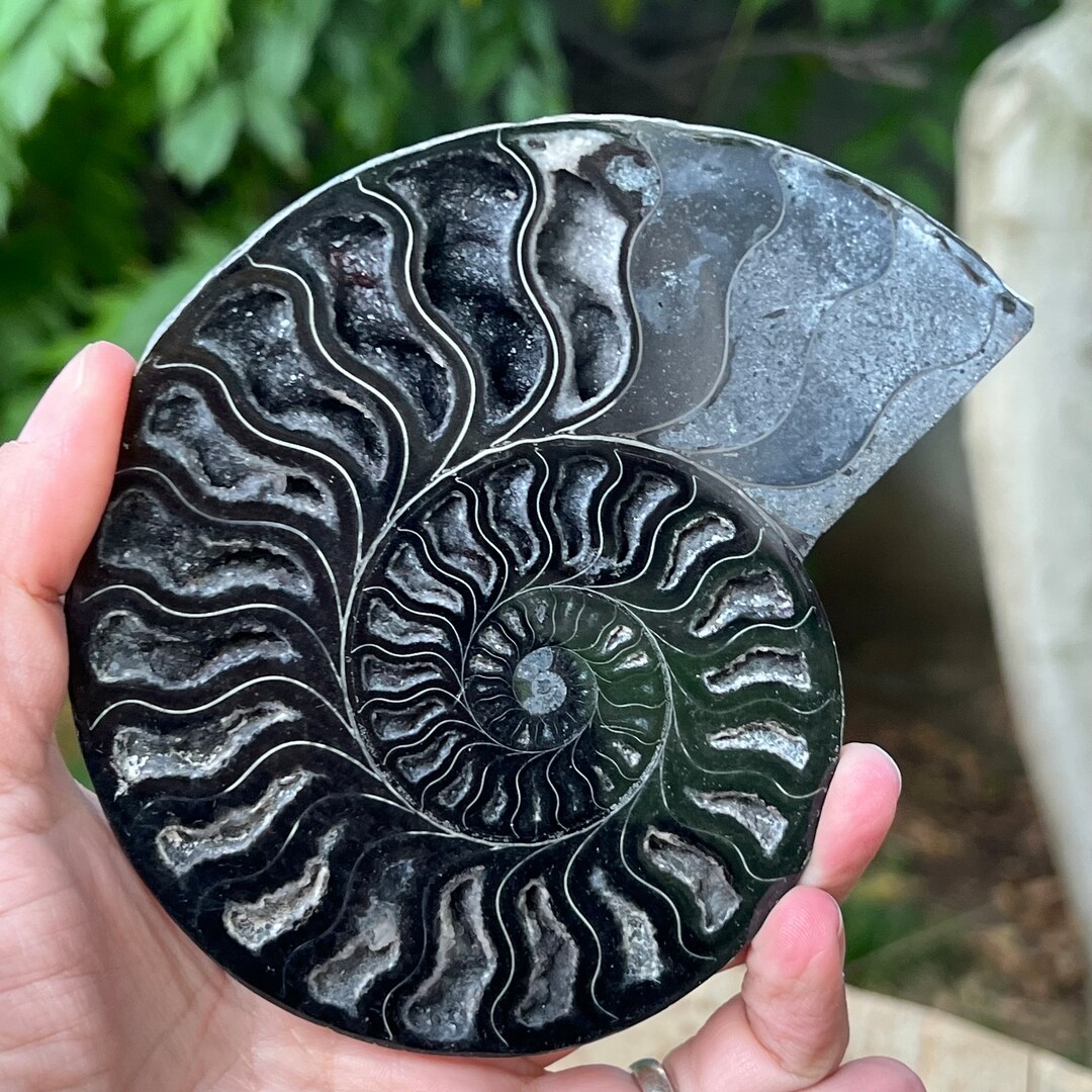 Rare Black Ammonite Cut Cleoniceras Madagascar, Fossil Specimen, Model ...