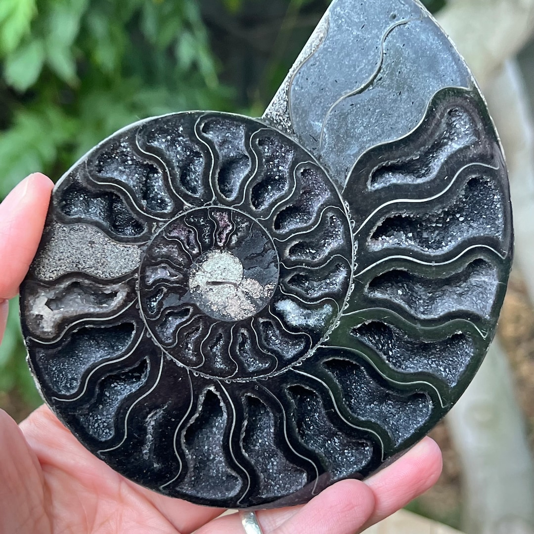 Rare Black Ammonite Cut Cleoniceras Madagascar, Fossil Specimen, Model ...