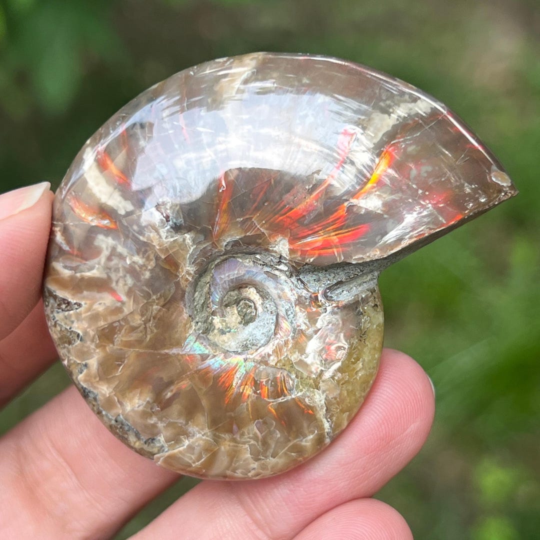 Ammonit Cleoniceras Mini Fossil Crystal | Authentic Ammonite Decorative ...