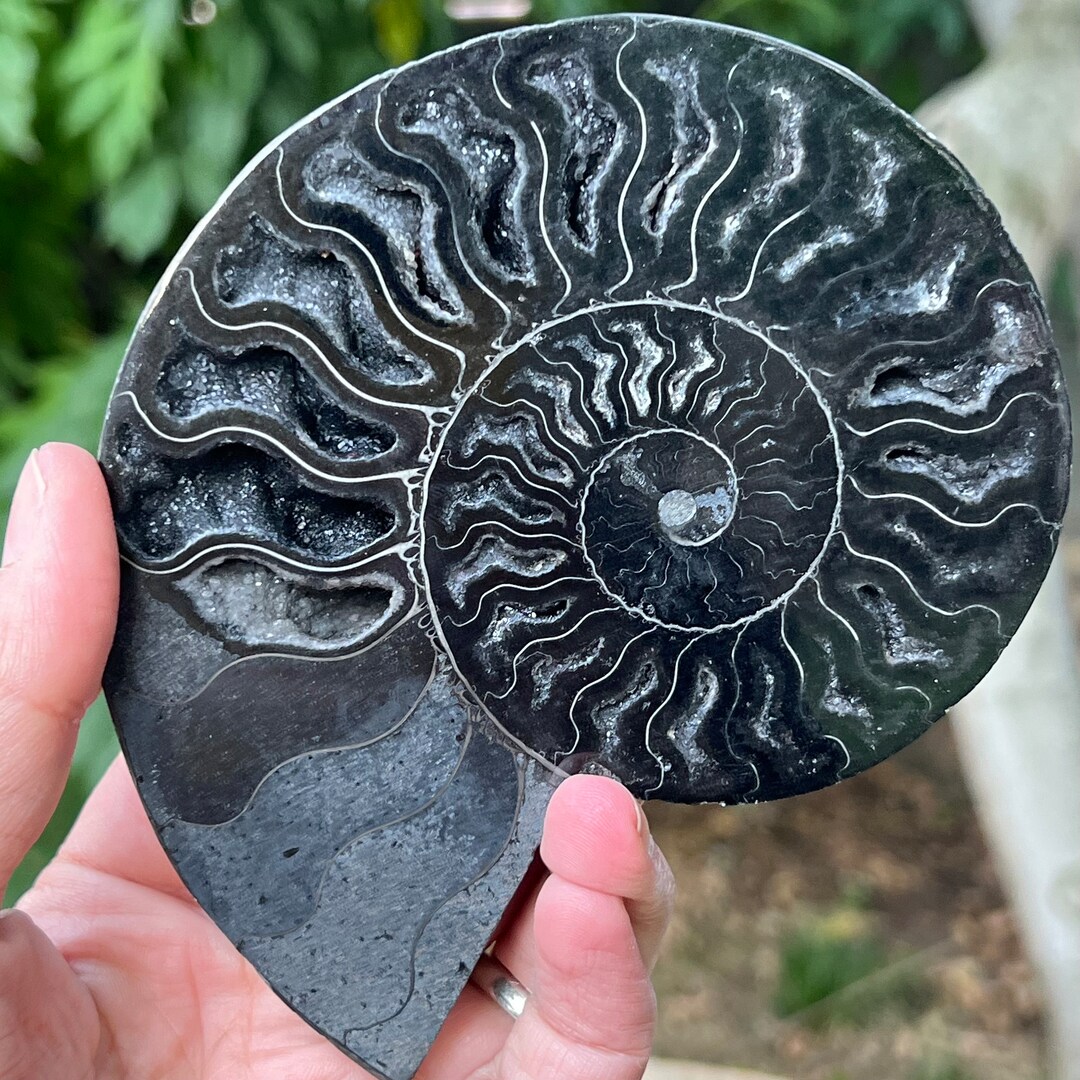 Rare Black Ammonite Cut Cleoniceras Madagascar, Fossil Specimen, Model ...