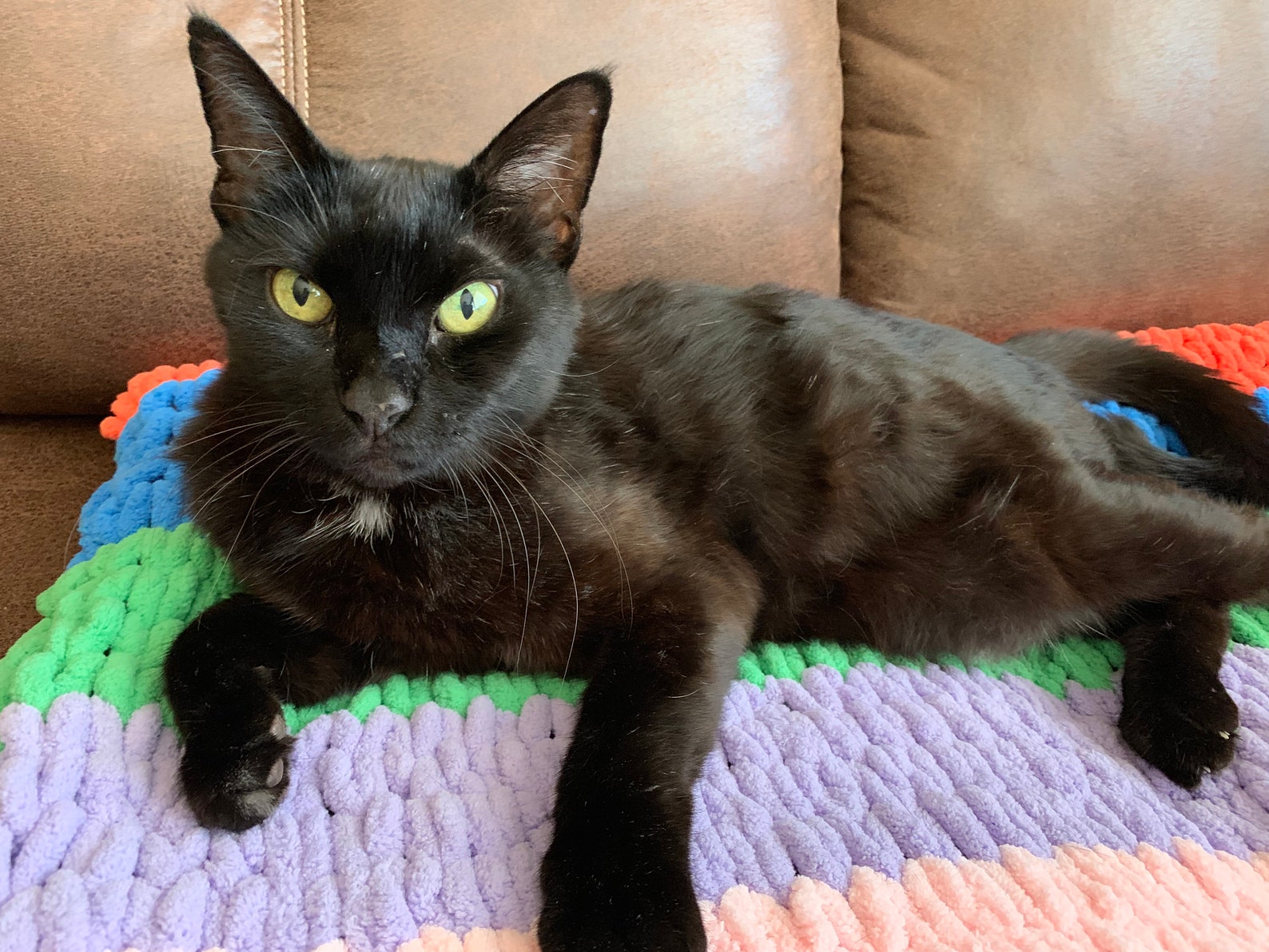 Plush, Super-soft Cat Mats - Etsy