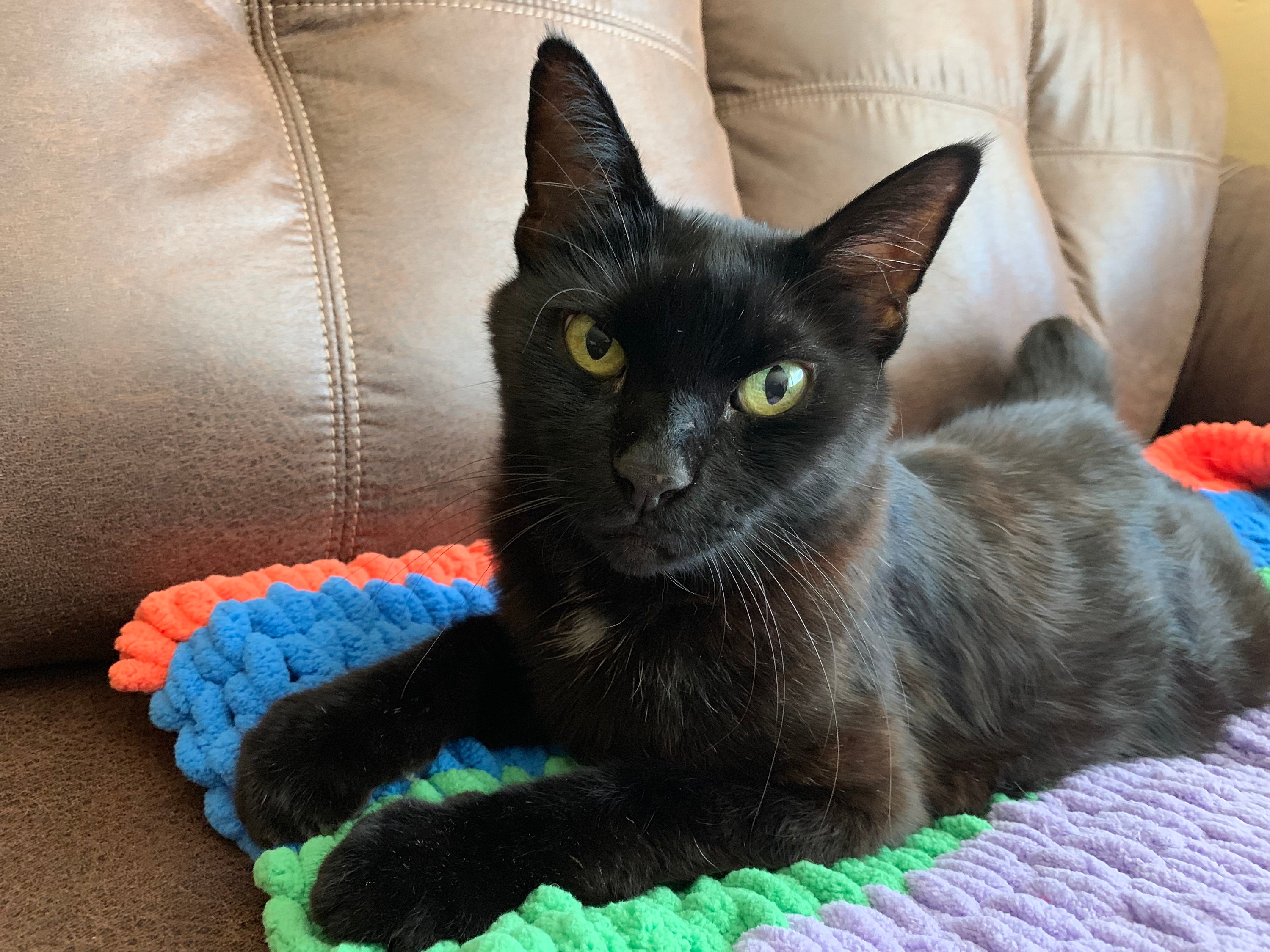 Plush, Super-soft Cat Mats - Etsy