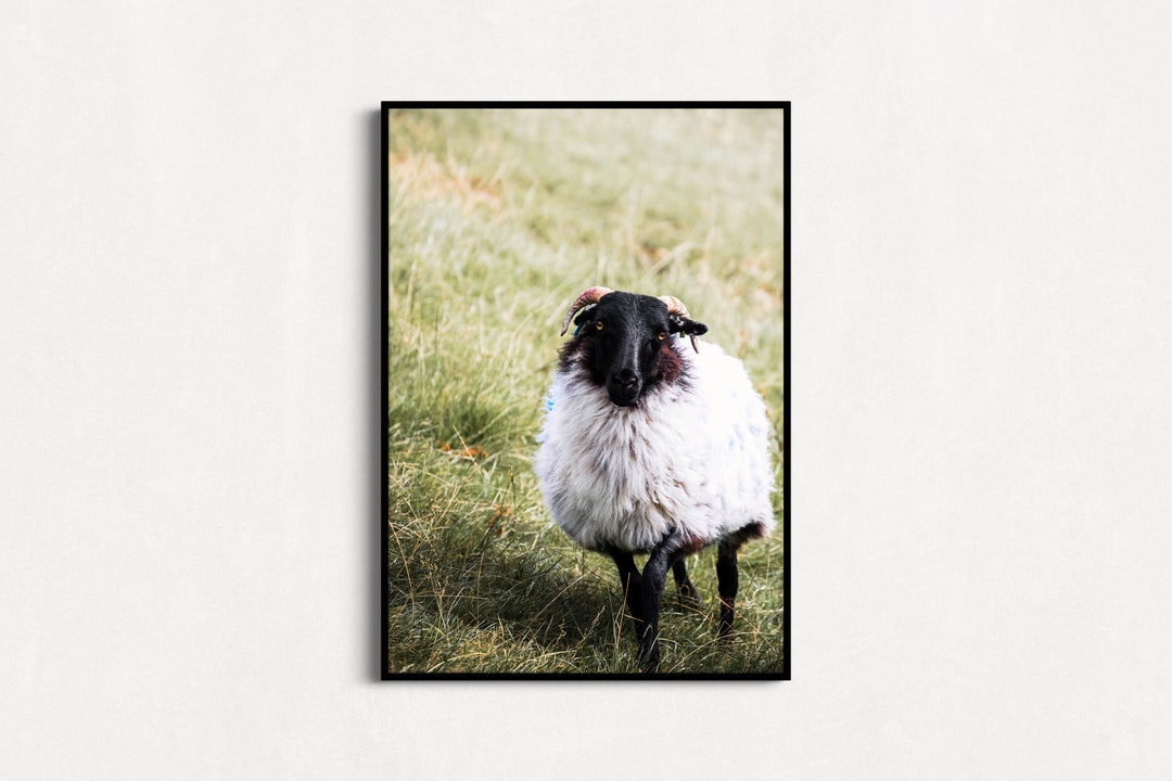 Schaf Foto | Landwirtschaft Tiere | Tier Fotografie | Schafliebhaber ...