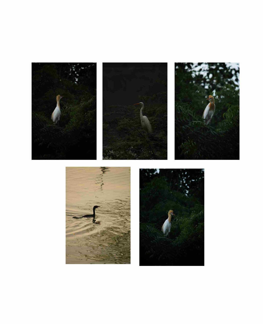 Jungle Aviary Collection: 5 Unique Bird Species Photography Prints ...