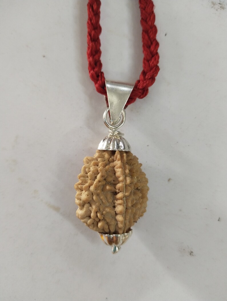 2 Mukhi Rudraksha / Two Face Rudraksh Java Bead Lab Certified 14 16 MM ...