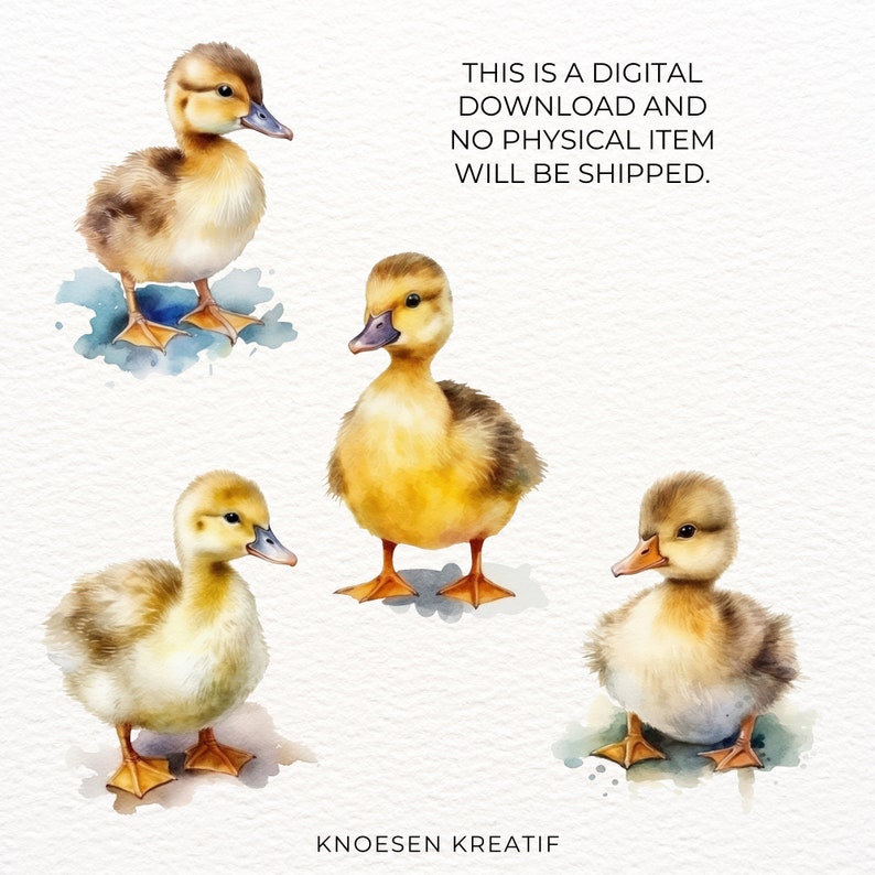 Fluffy Ducklings PNG Chicks Clipart Baby Ducks PNG Duck Watercolor Baby ...