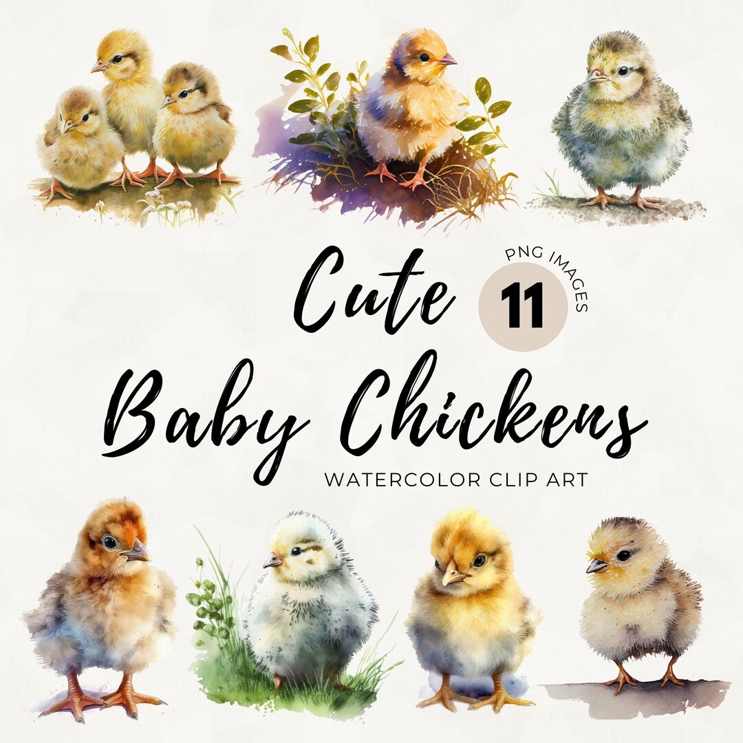 Watercolor Baby Chicken Clipart: Farm Animal PNG Set (digital Download ...