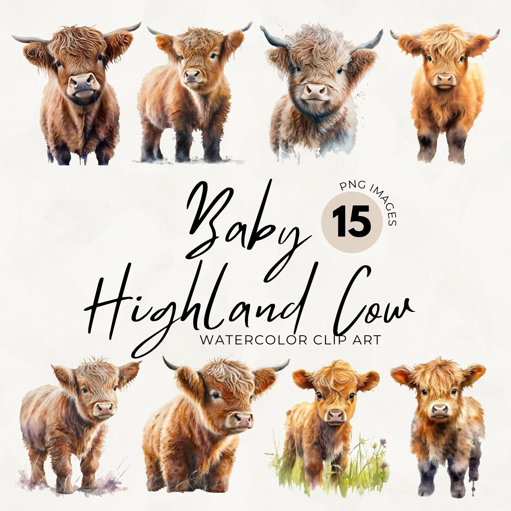 Baby Highland Cattle