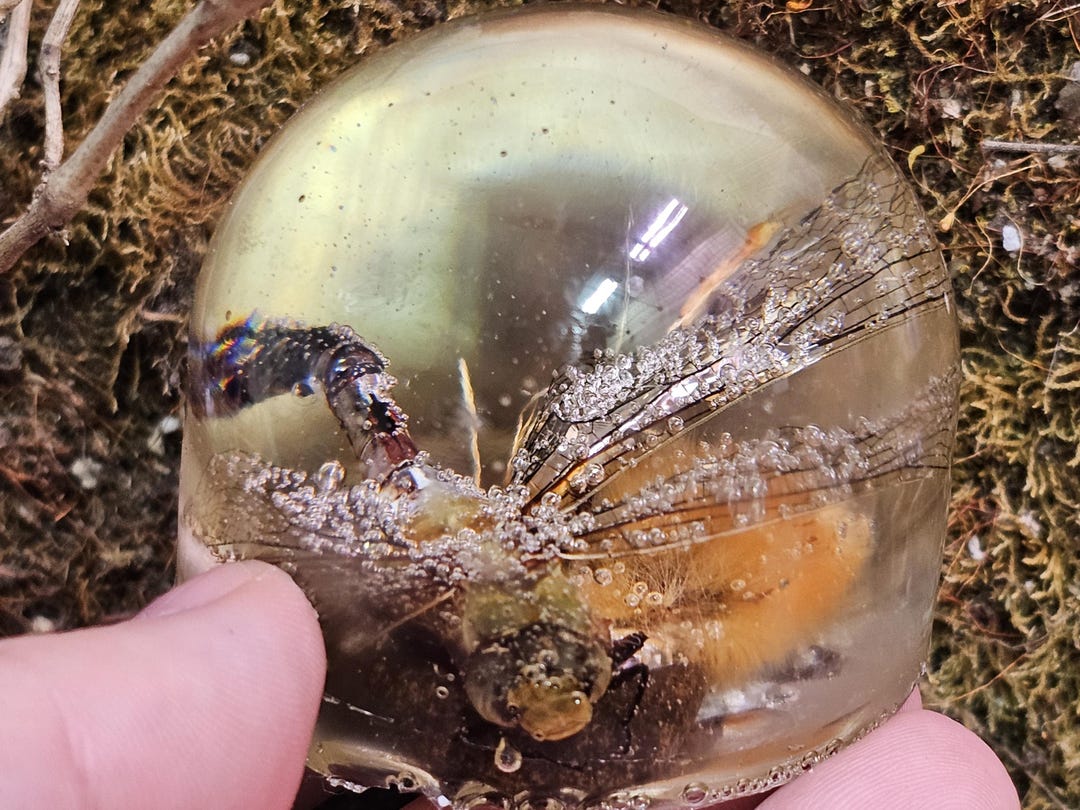 Frozen Terrarium - Dragonfly - Etsy