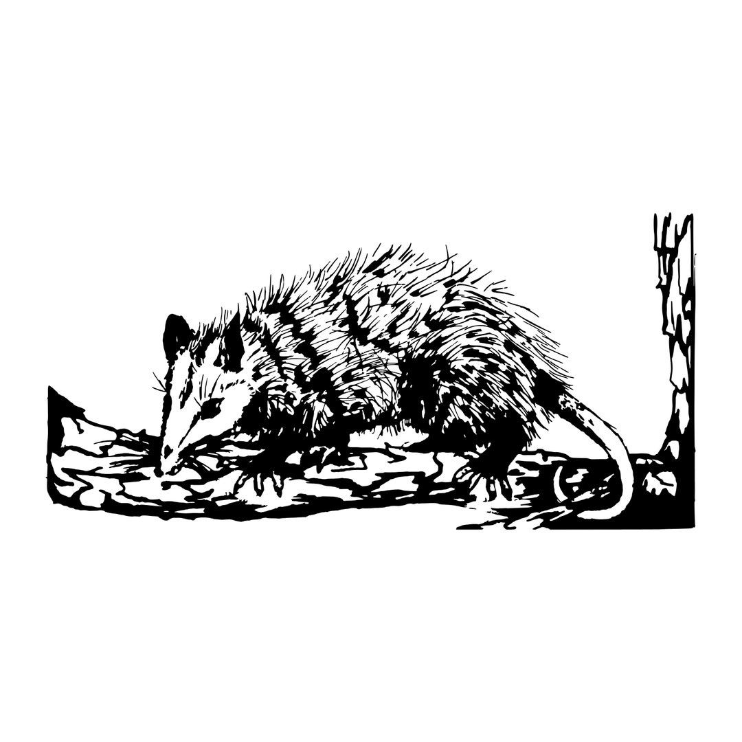 Opossum Svg Png Clip Art Possum Wild Animal Vector Graphic Digital ...
