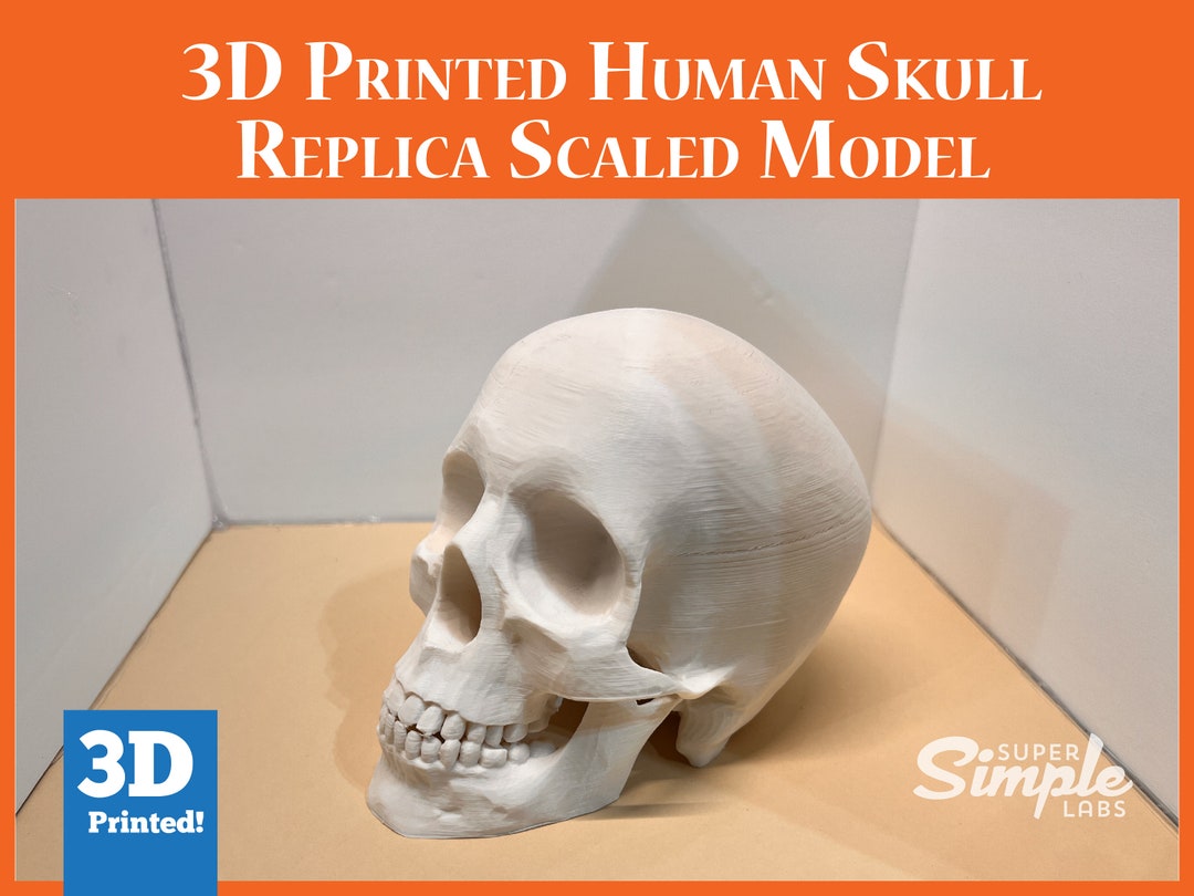 3D Printed Human Skull Replica for Human Anatomy Medical Gift for ...