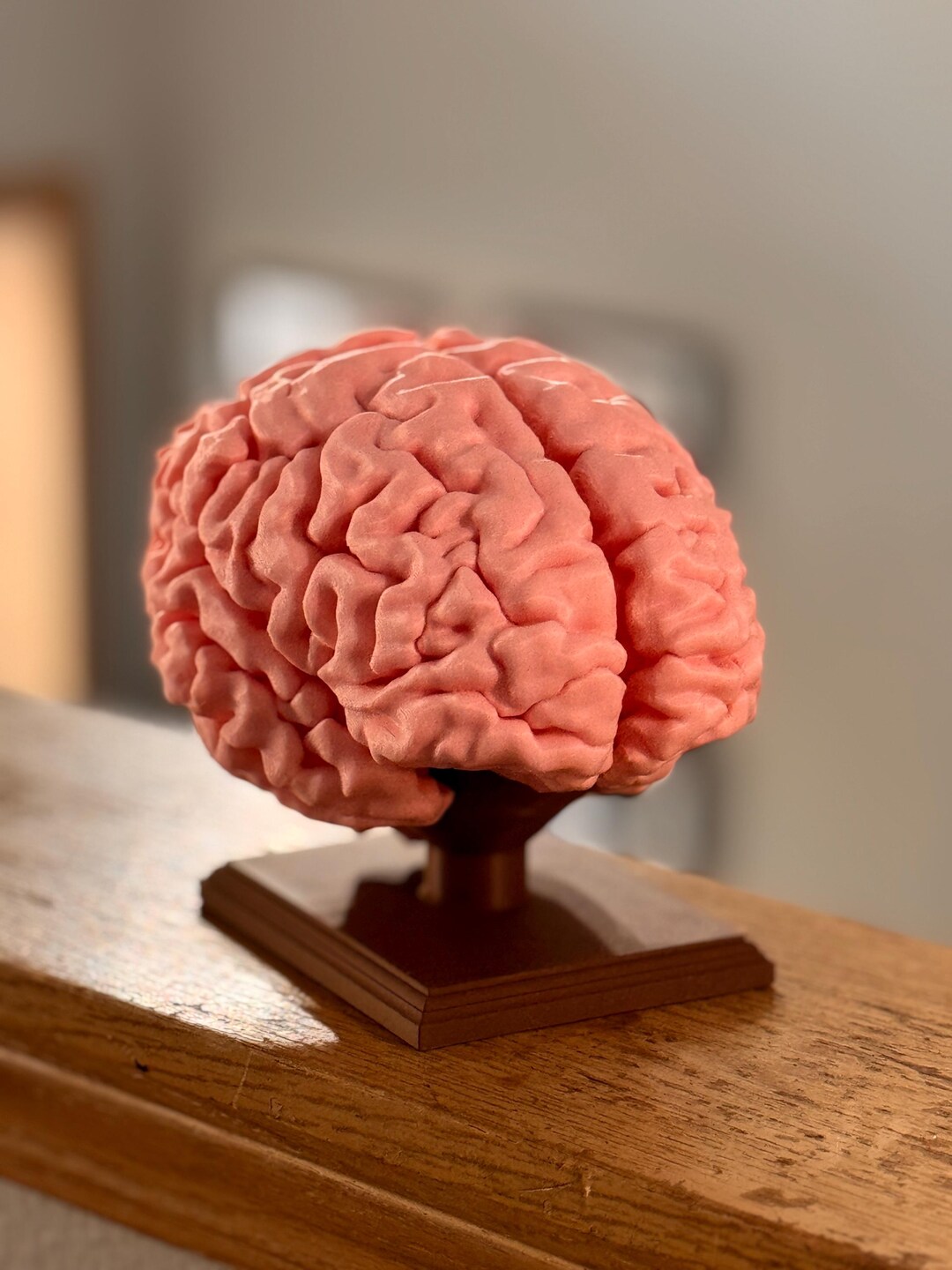 3D Printed Mri-scanned Human Brain Model Perfect for Medical Learning ...
