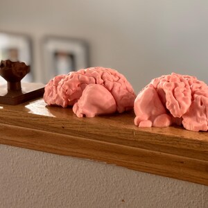 3D Printed Mri-scanned Human Brain Model Perfect for Medical Learning ...
