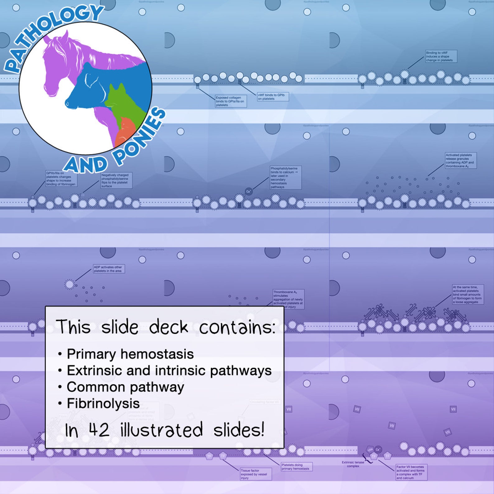 Coagulation Pathways Explained Step-by-step Visual Guide for Veterinary School, NAVLE, VTNE or ...