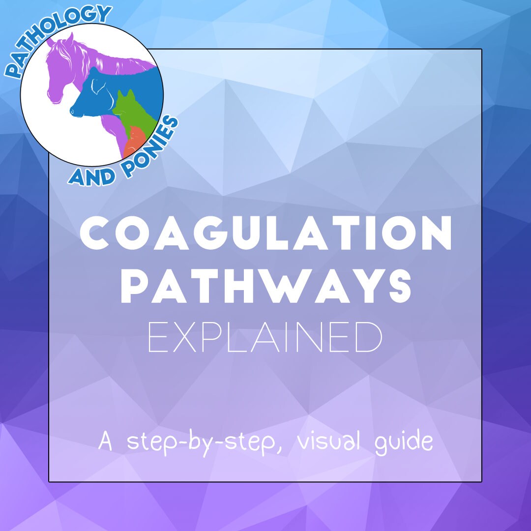 Coagulation Pathways Explained Step-by-step Visual Guide for Veterinary ...
