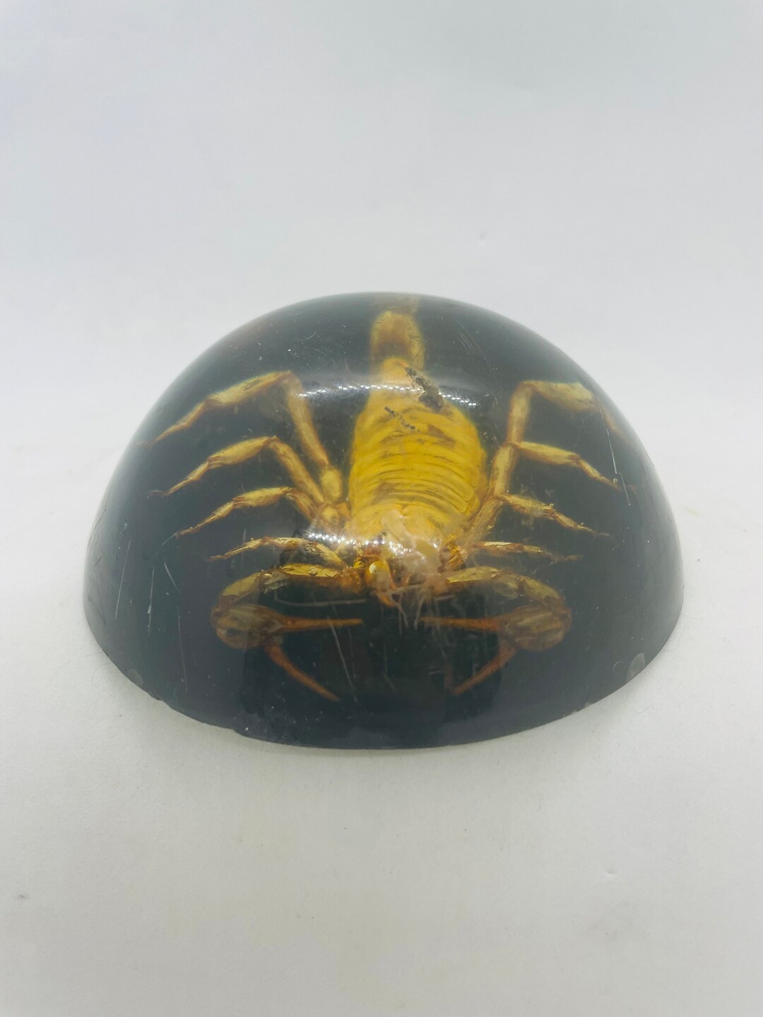 Lucite Scorpion Paperweight- Souvenir From Arizona - Etsy