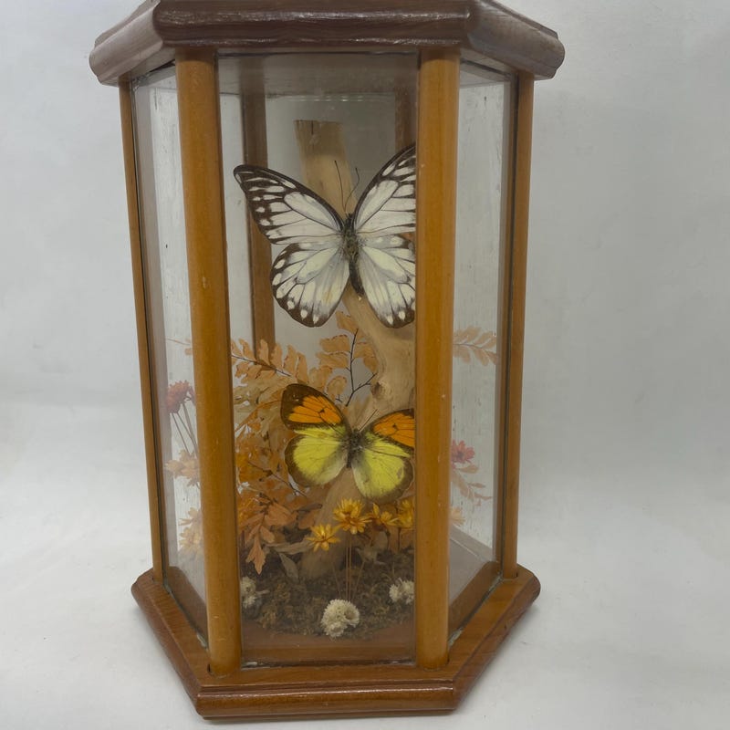 Butterfly Display - Etsy