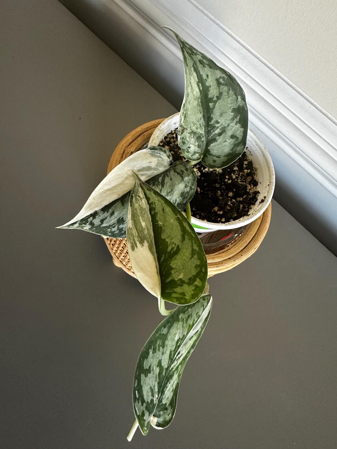 Scindapsus Mayari Exact Plant Highly Variegated - Etsy