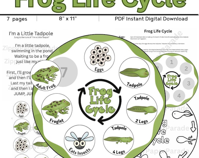 Foldable Frog Life Cycle Learning Activity for Kids | A4 and 11x8.5 ...