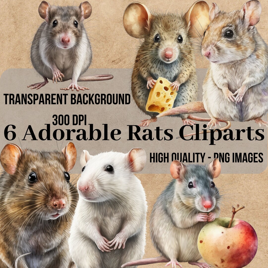 6 Cute Rats Cliparts Printable PNG Images Commercial - Etsy