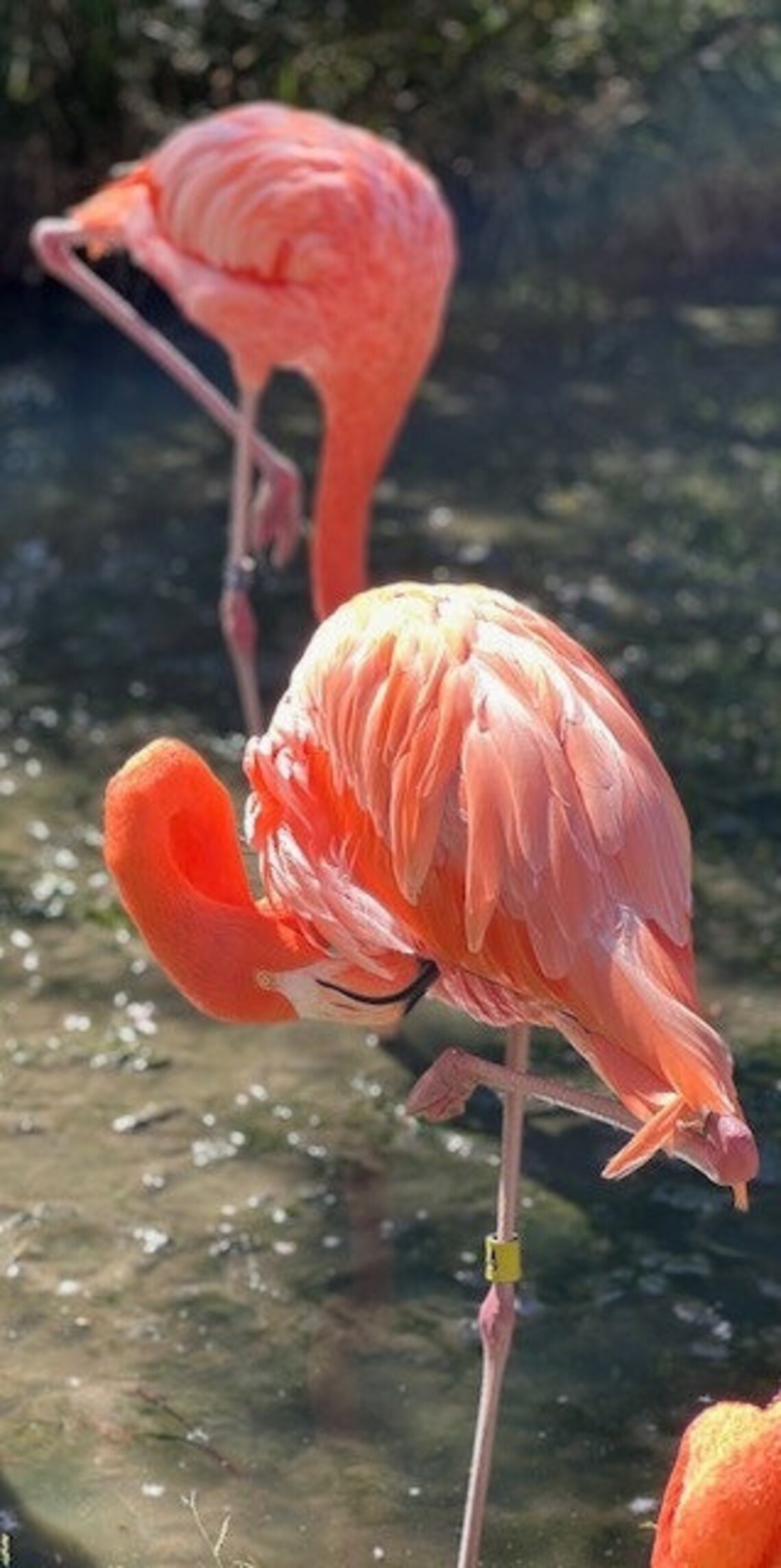 Pink Flamingos - Etsy