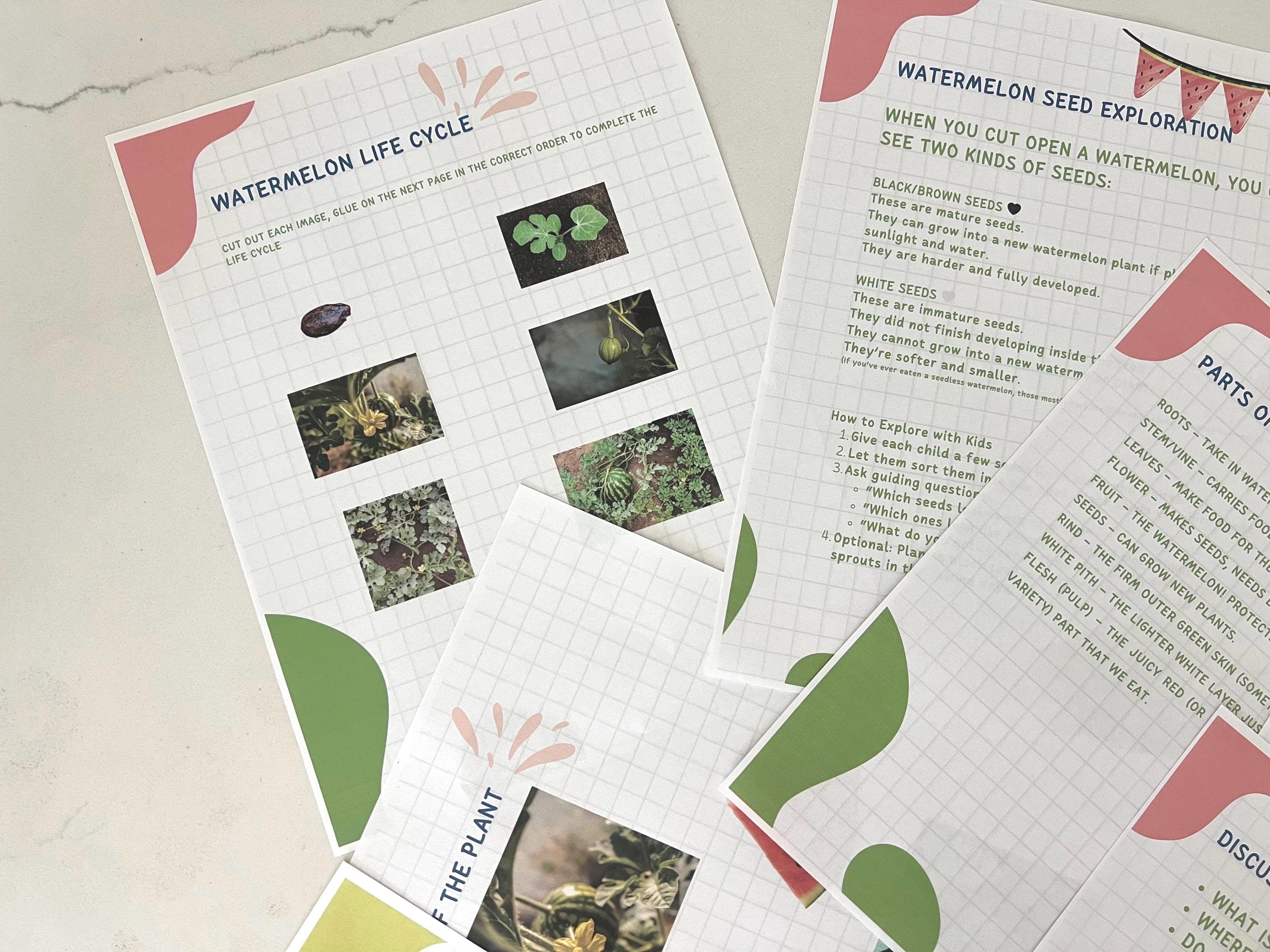 Watermelon Life Cycle Printables: 2nd Grade Science, Homeschool Unit ...
