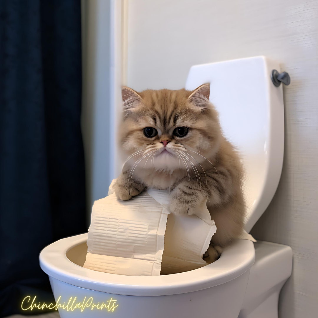 5 Cat Sitting on the Toilet, Cat Holding Toilet Paper, Funny Pictures ...