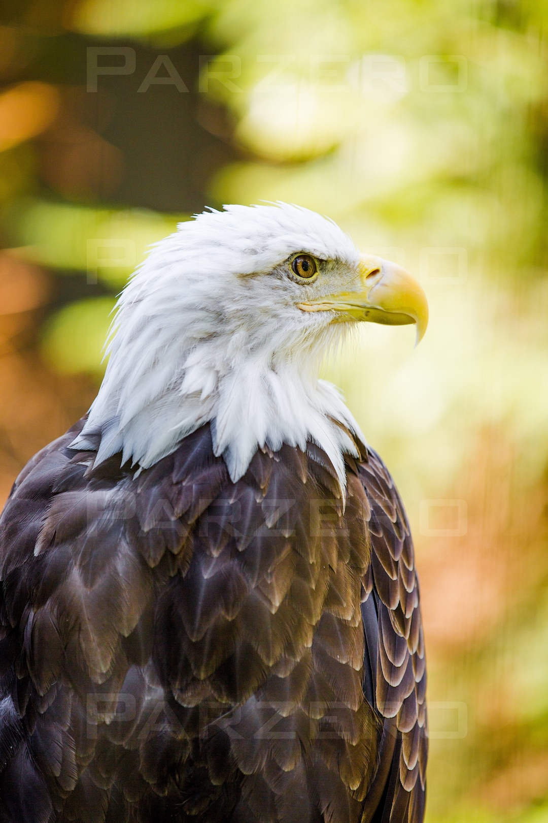 Bald Eagle Bird Digital Download Print Screensaver - Etsy
