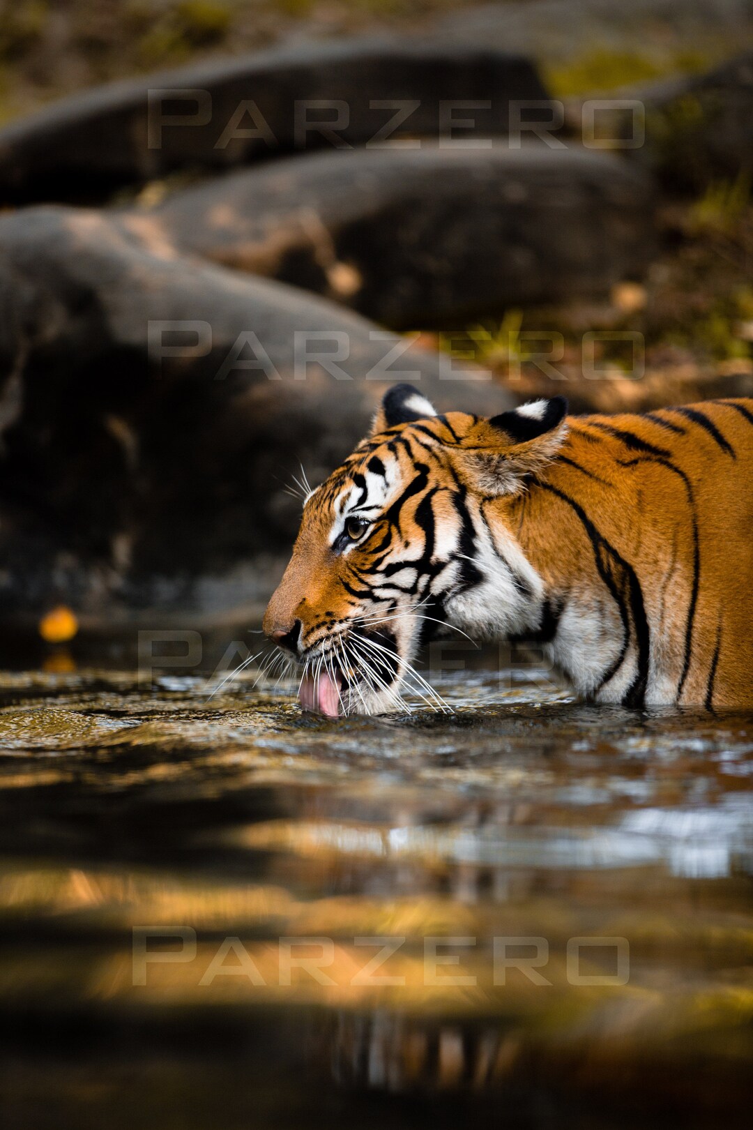 Tiger Portrait Digital Download Printable Photo - Etsy