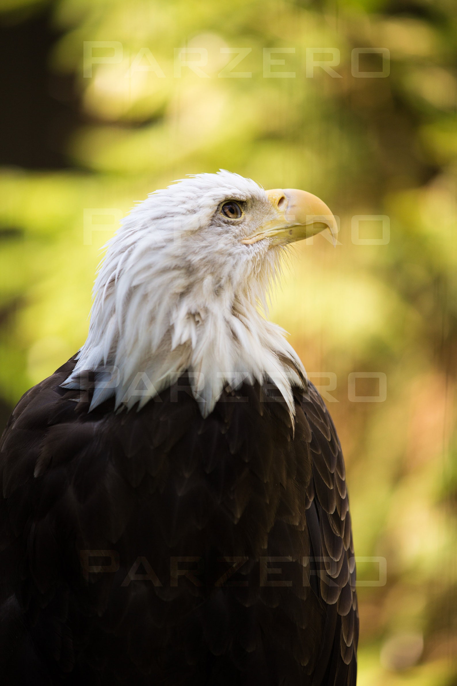 Bald Eagle Bird Digital Download Print Screensaver - Etsy