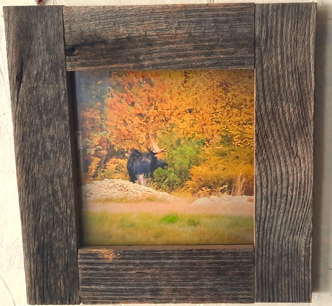 Bull Moose in Barn Board Frame - Etsy