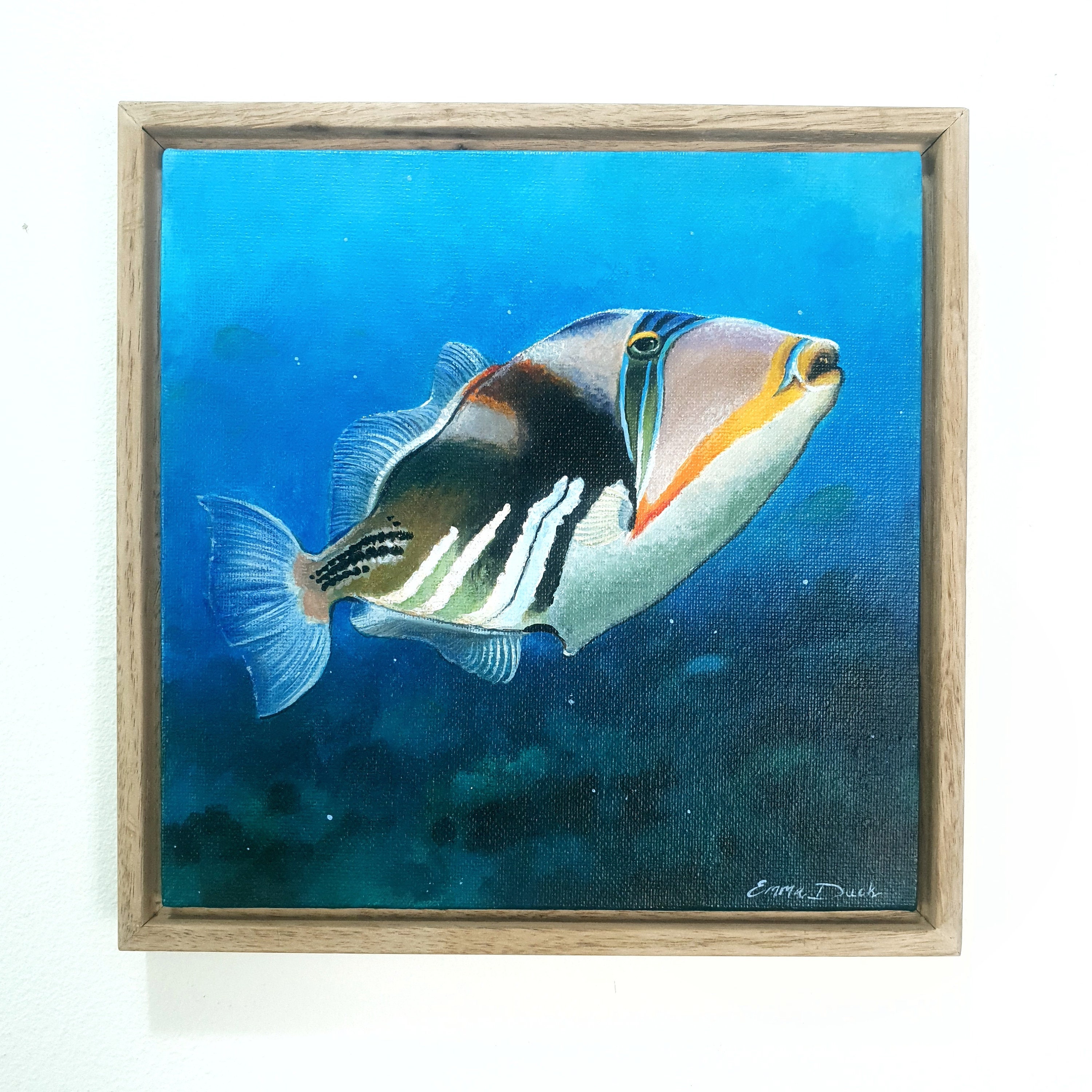 Picasso Triggerfish