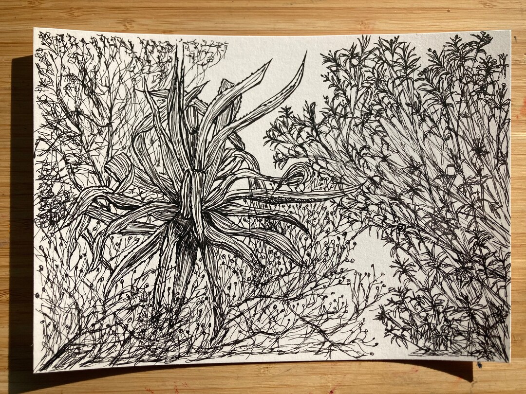 Botanical Ink Drawing Featuring an Agave Plant and the - Etsy