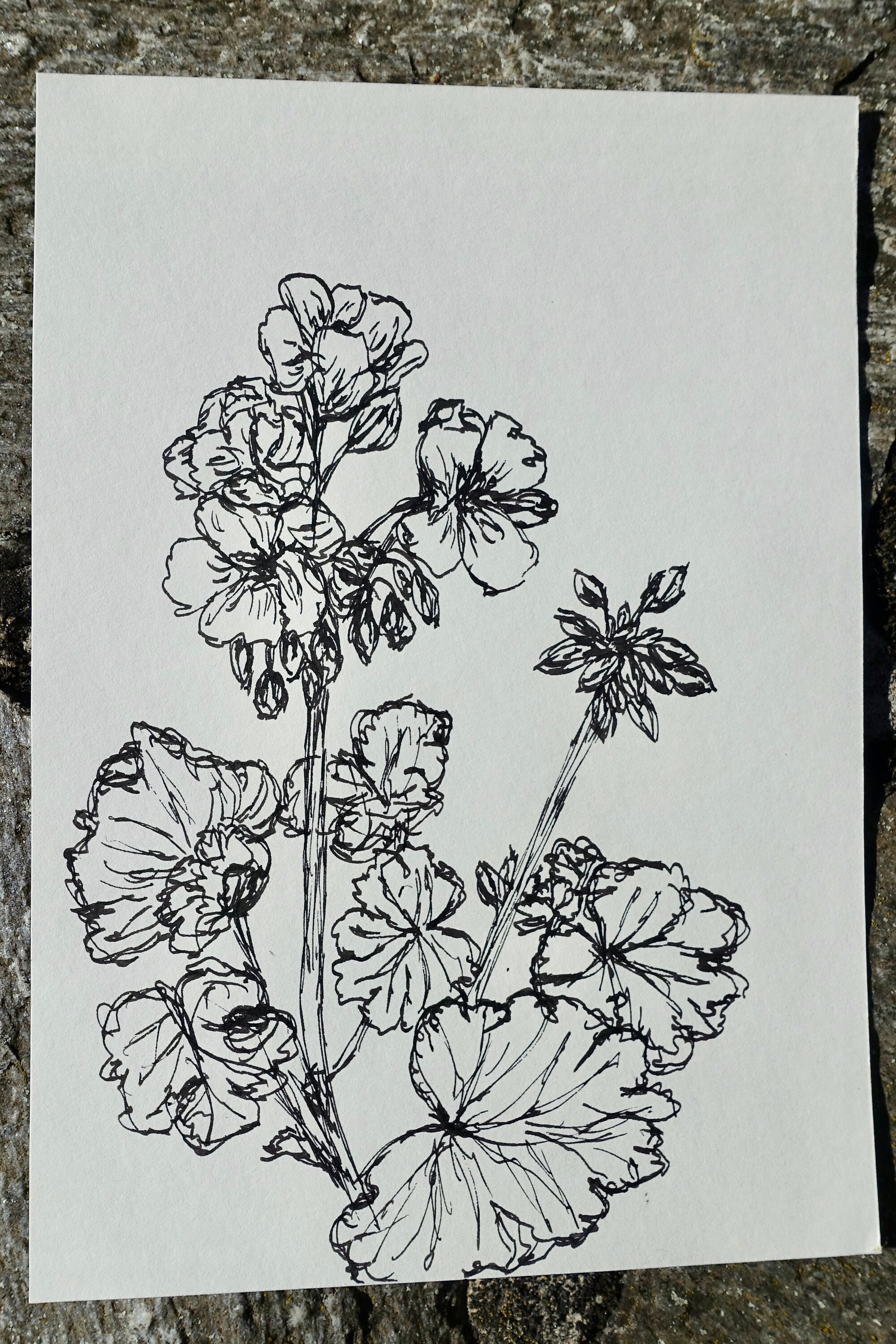 Expressive Ink Drawing of the Geraniums on My Windowsill, A5 Paper Size ...