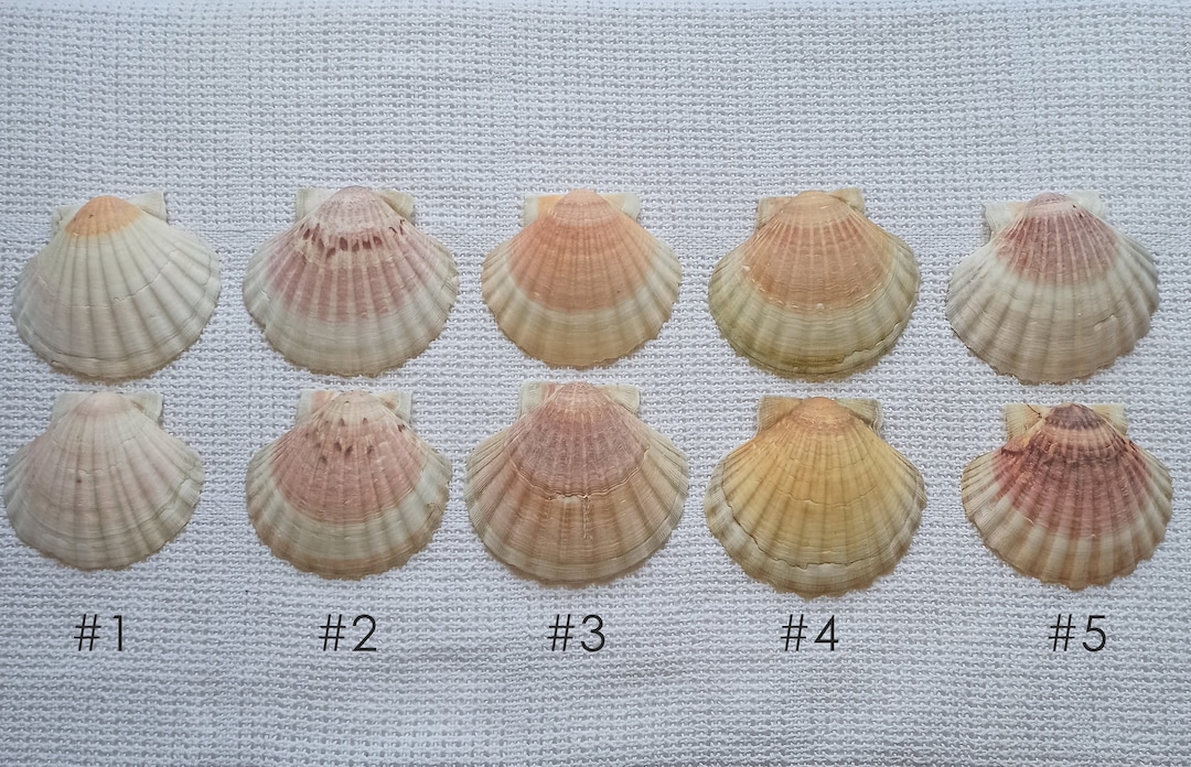 Code 3. Set 2 Pcs. Seashells From Brittany, France, Size 9-10 Cm ...
