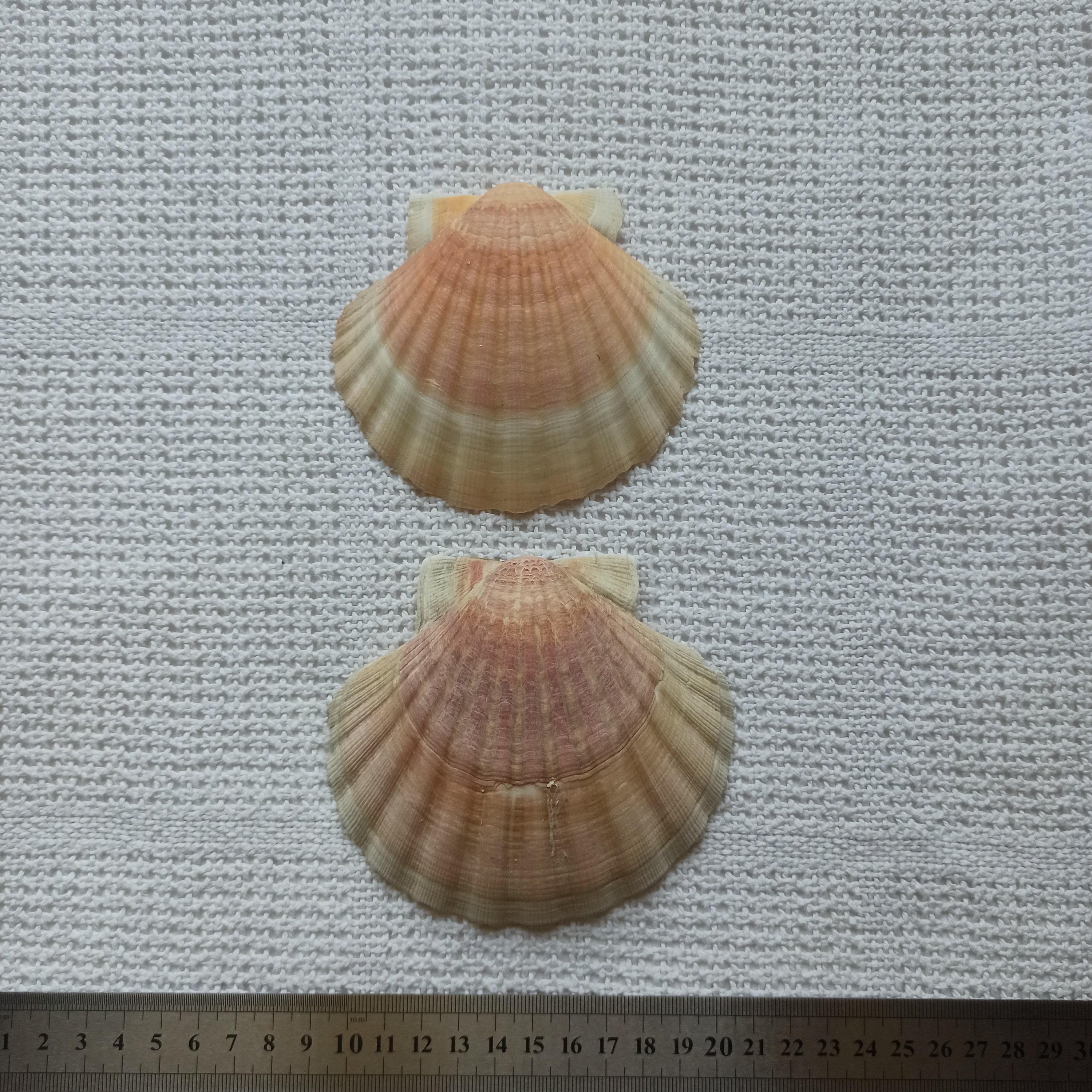 Code 3. Set 2 Pcs. Seashells From Brittany, France, Size 9-10 Cm ...