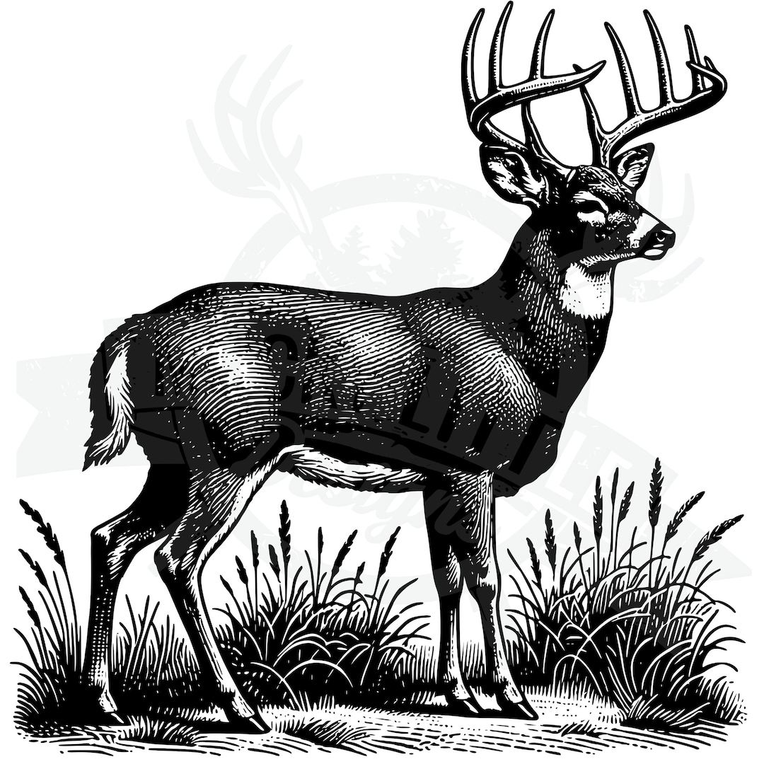 Broadside Deer Svg, Proud Deer Svg, Whitetail Deer SVG, Deer Hunting ...