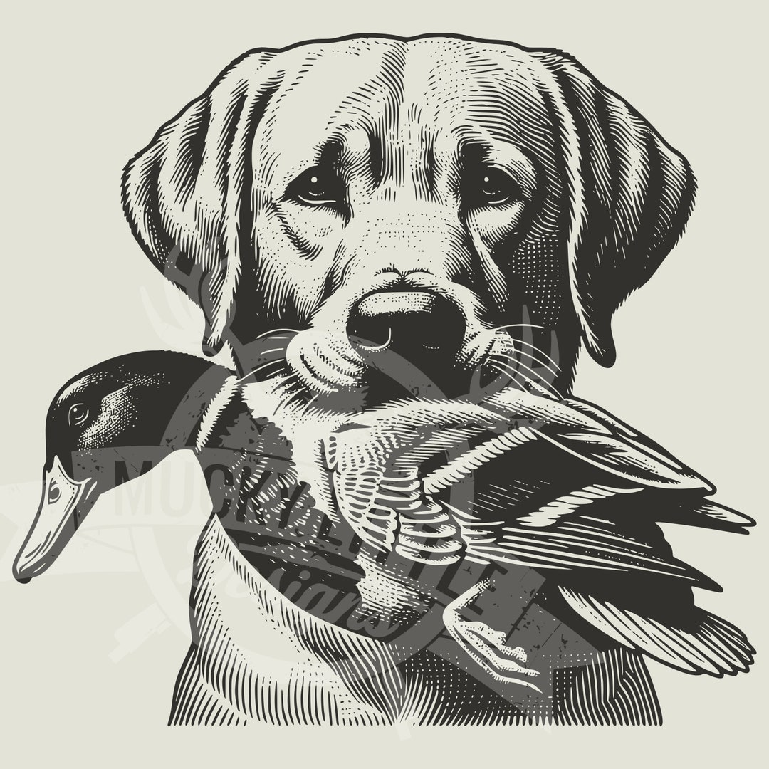 Duck Hunting Svg | Labrador Svg | Hunting Dog Svg | Duck Dog Svg | Duck ...