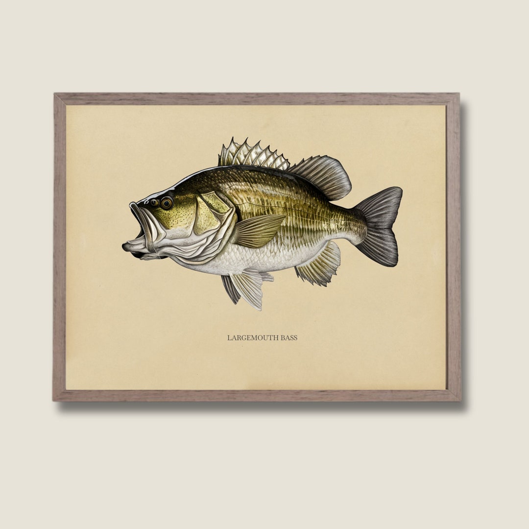 Largemouth Bass Wall Print | Vintage Fishing Print | Fishing Wall Art ...