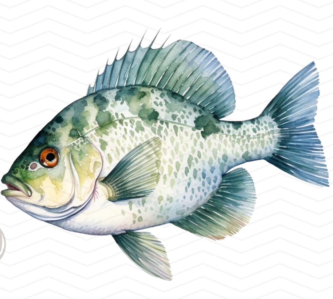 Watercolor Crappie Art White Crappie Print Watercolor Fishing Art ...