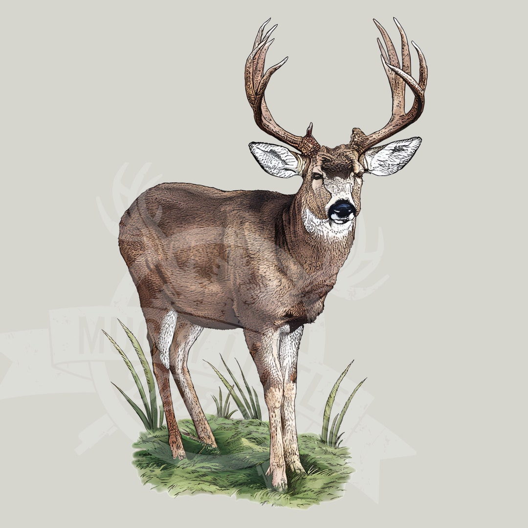 Mule Deer Illustration Png Mule Deer Png Mule Deer Sublimation Design ...